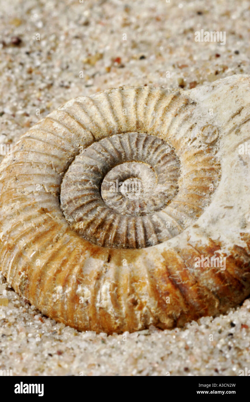 Spiral trace fossils hi-res stock photography and images - Alamy