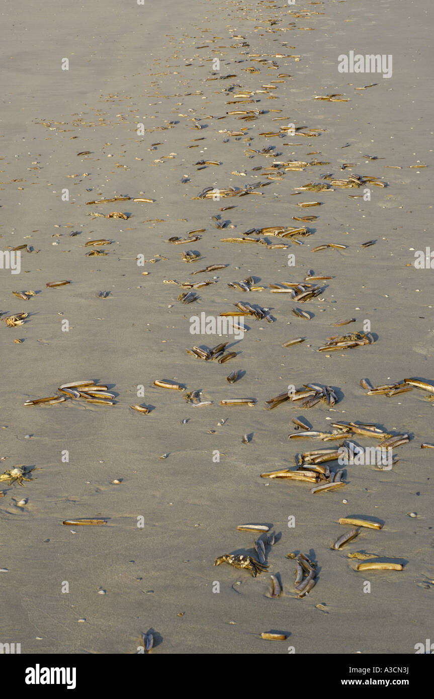 Razor clam, Razor-Clam, Razor Shell (Ensis americanus, Ensis directus ...