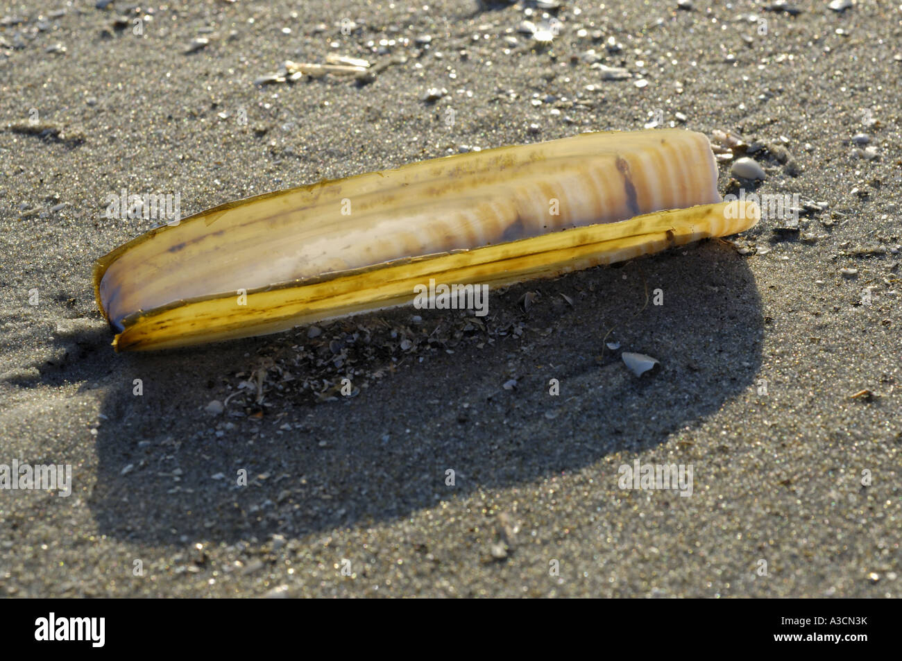 Razor clam, Razor-Clam, Razor Shell (Ensis americanus, Ensis directus ...