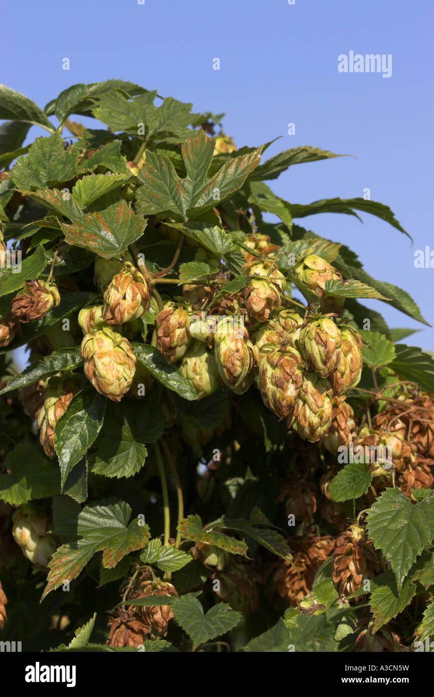 Female hop flowers humulus lupulus hi-res stock photography and images ...