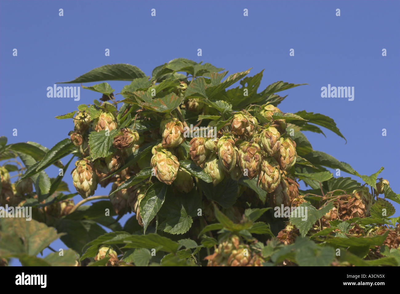 Female hop flowers hi-res stock photography and images - Alamy