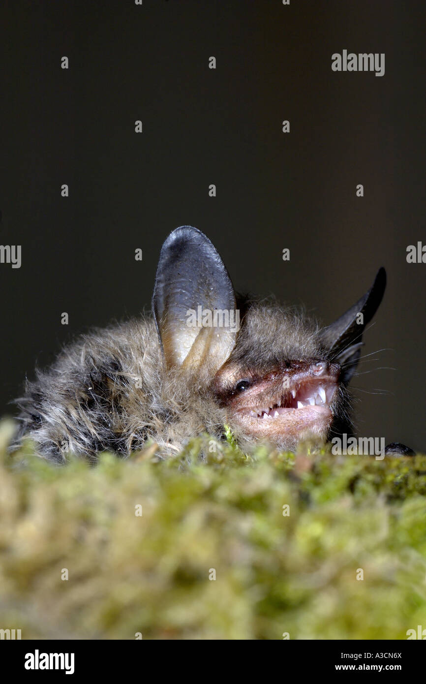 Natterer's bat (Myotis nattereri), individual laying on the ground ...