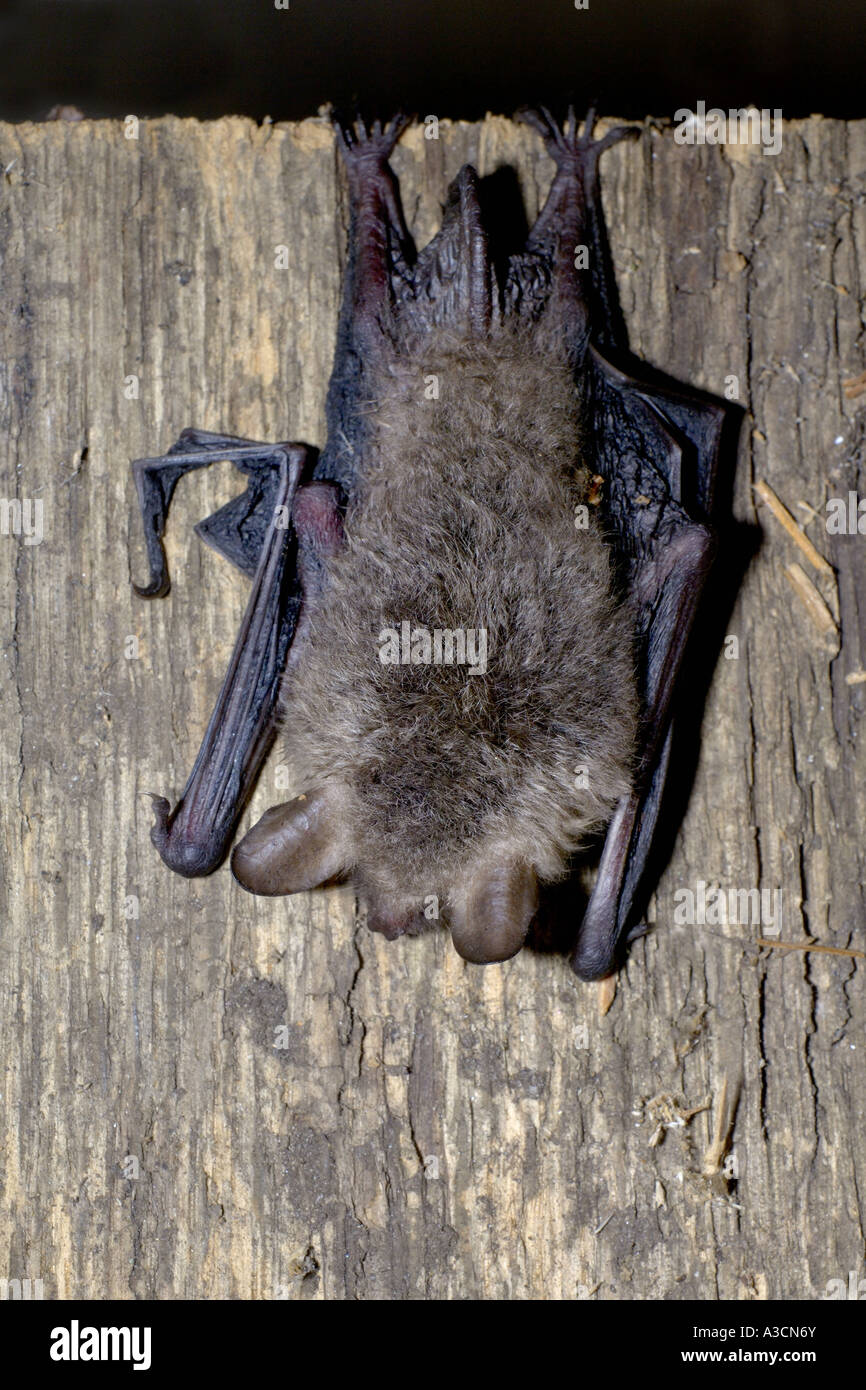 Natterer's bat (Myotis nattereri), hanging upside down, United Kingdom ...