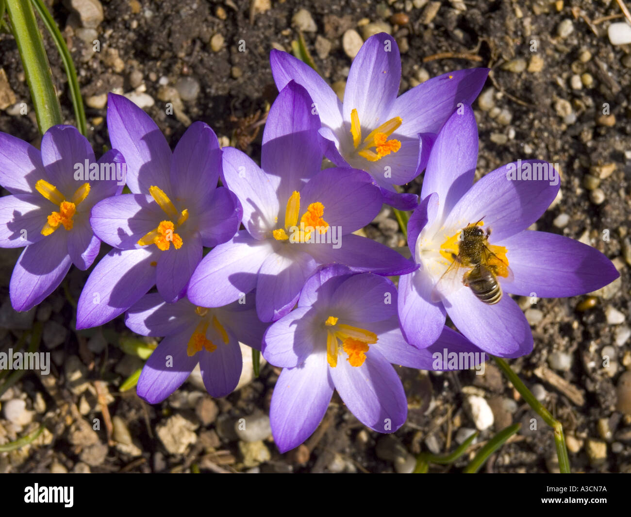 Broom beard grass hi-res stock photography and images - Alamy
