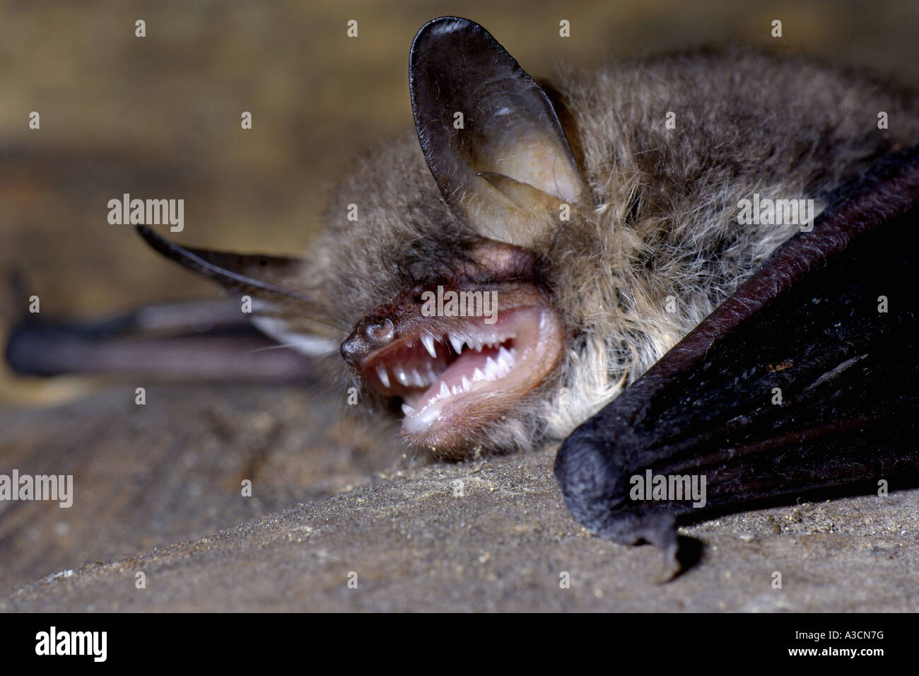Natterer's bat (Myotis nattereri), individual lying on the ground ...