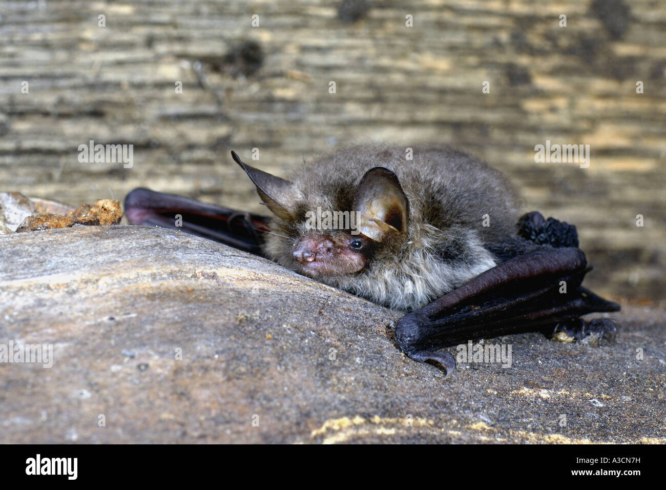 Natterer's bat (Myotis nattereri), individual lying on the ground ...