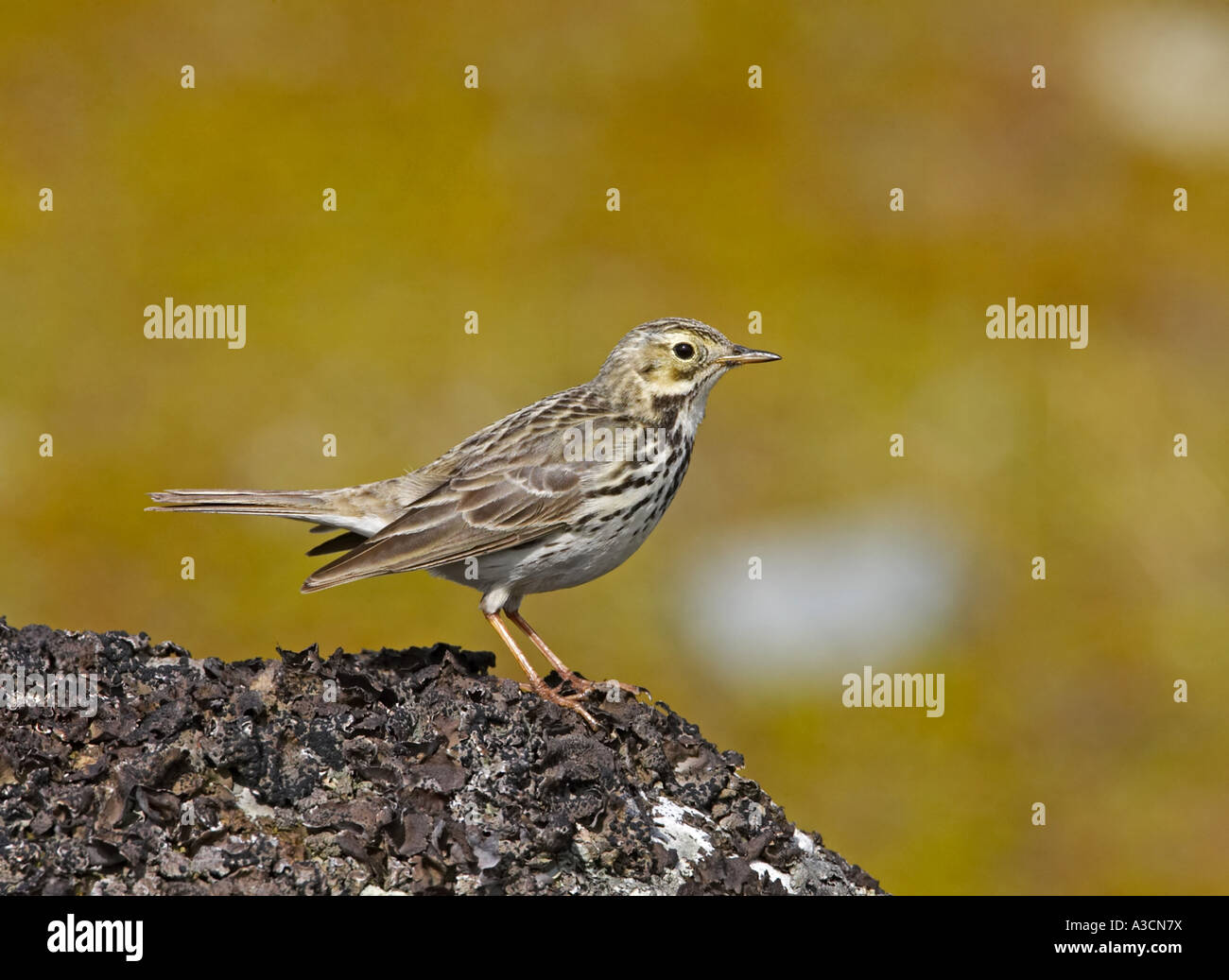 meadow pitpit (Anthus pratensis), single animal lateral, Norway ...