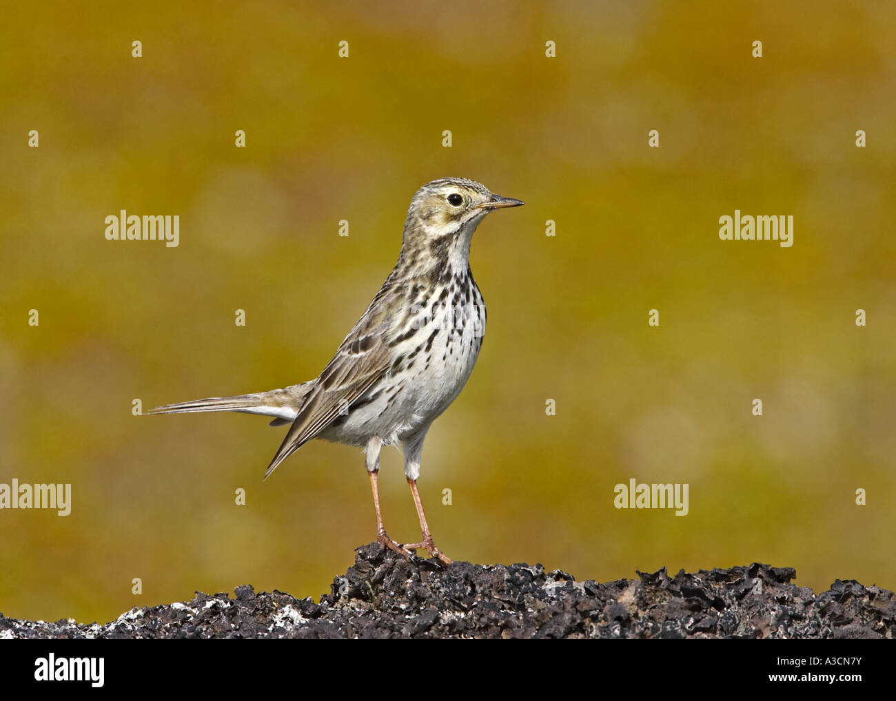 meadow pitpit (Anthus pratensis), individual looking out, Norway ...