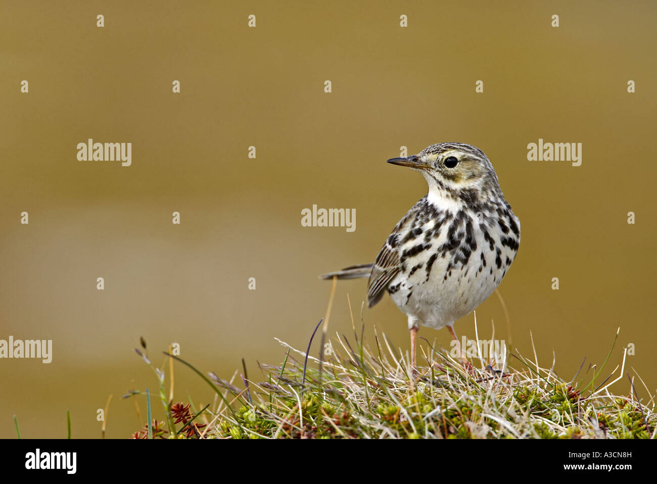 meadow pitpit (Anthus pratensis), single animal standing in gras ...