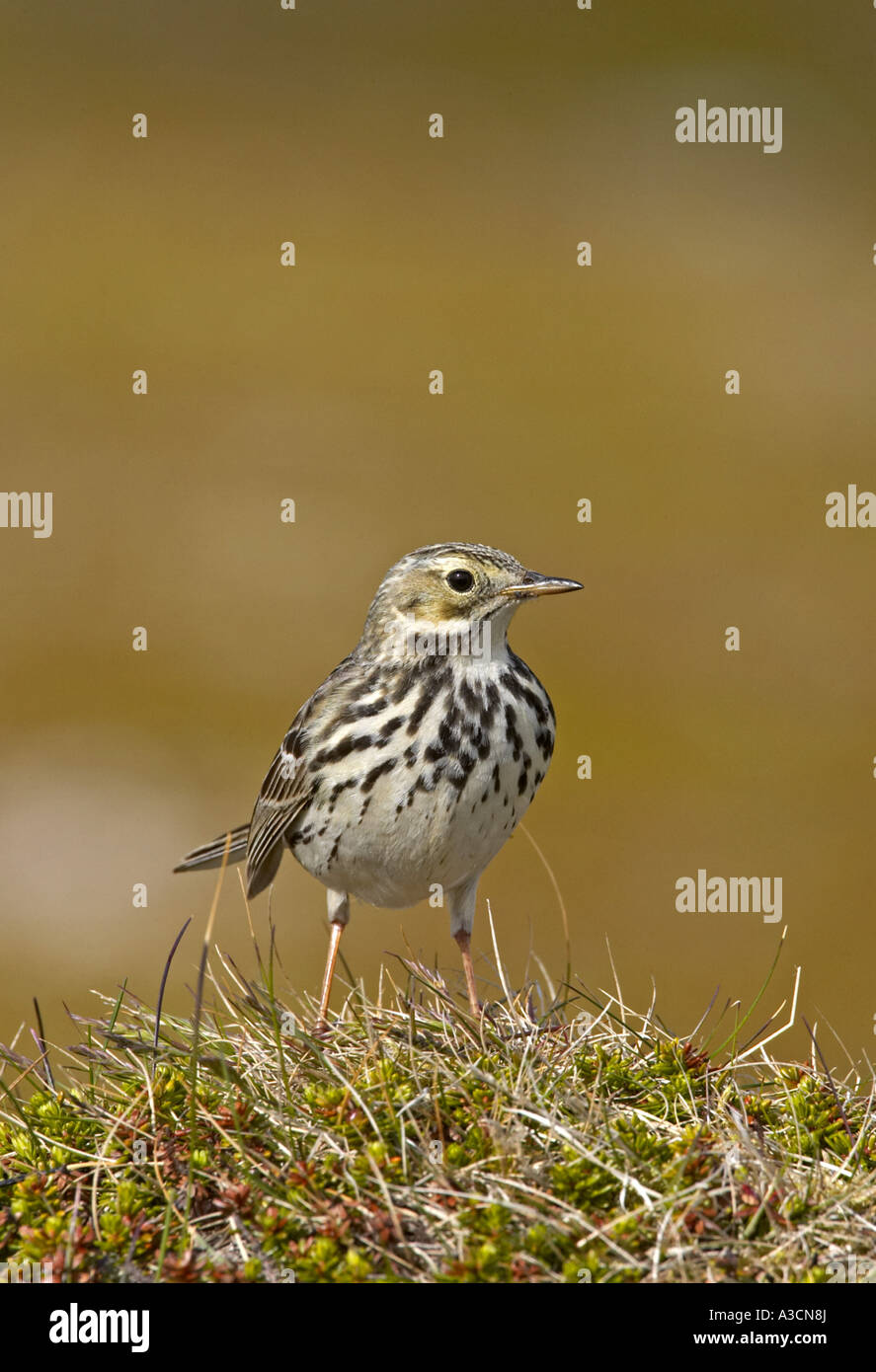 meadow pitpit (Anthus pratensis), single animal standing in gras ...