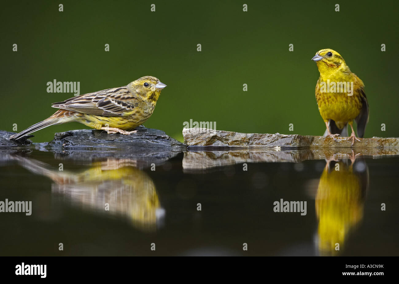 yellowhammer (Emberiza citrinella), male and female at the water ...