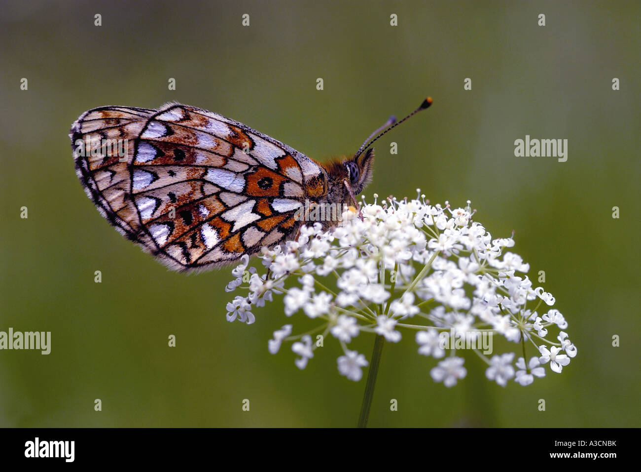 small pearl-bordered fritillary (Clossiana selene, Boloria selene), on ...