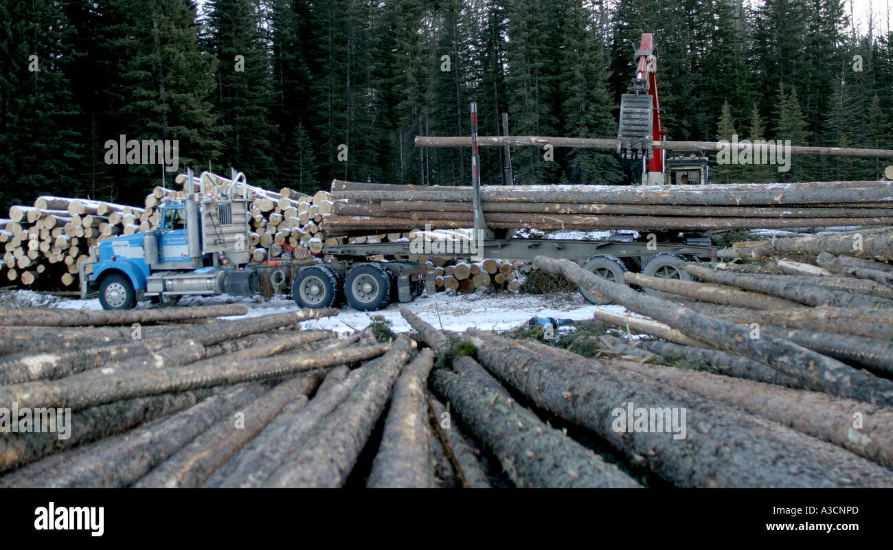 Logging industry Stock Photo - Alamy