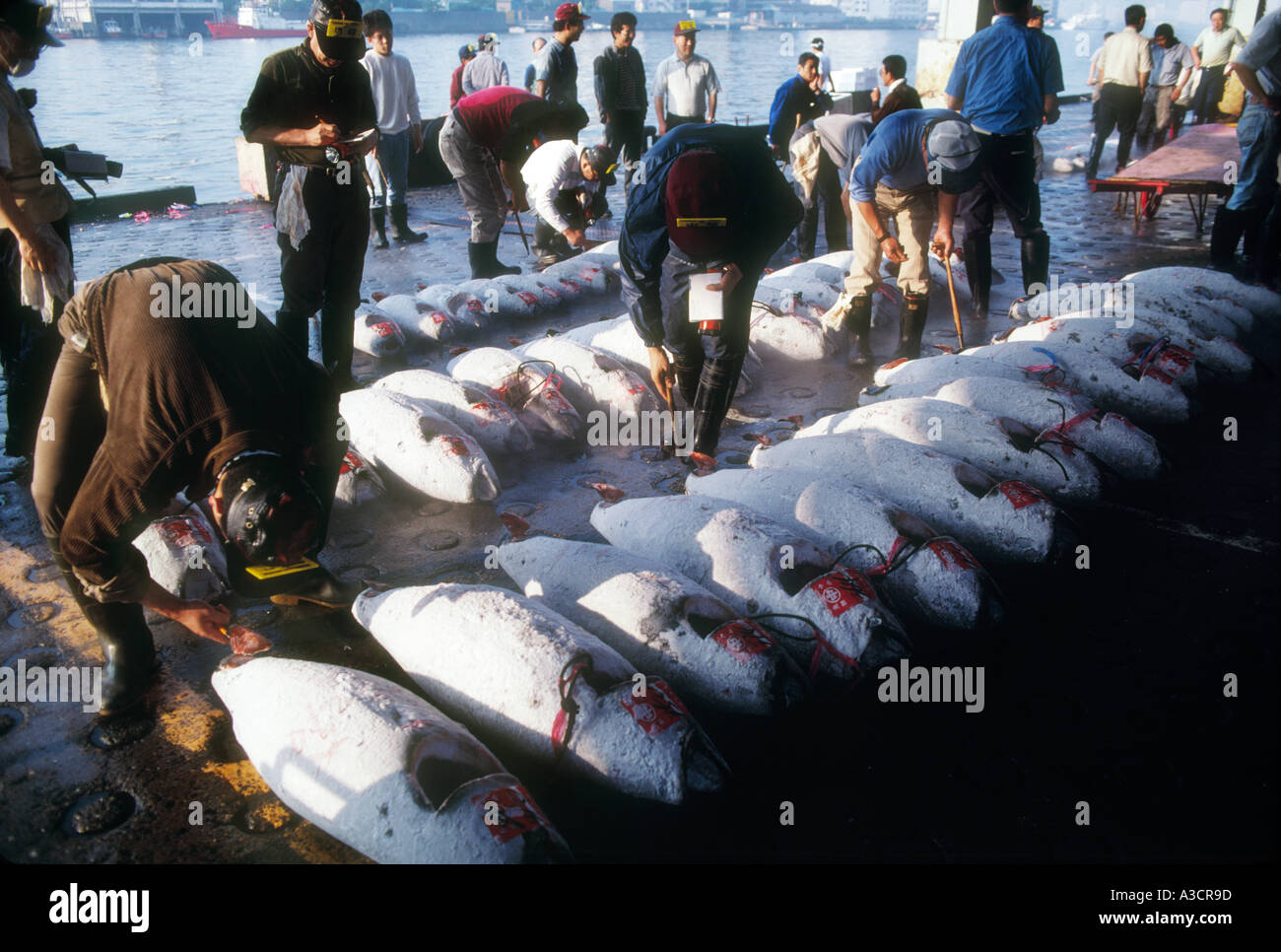 Tokyo Japan Tsukiji fish auction market business Stock Photo - Alamy
