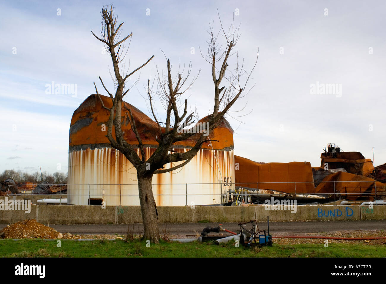 Tree surviving in aftermath of explosion and fire at Buncefield oil ...
