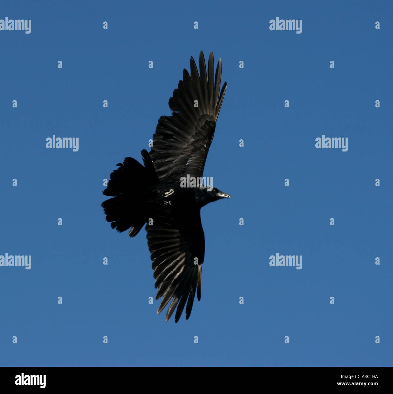 common raven flying Stock Photo - Alamy