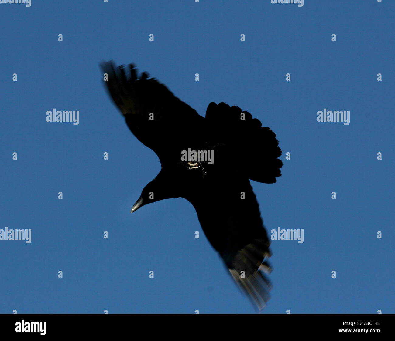 common raven flying Stock Photo - Alamy