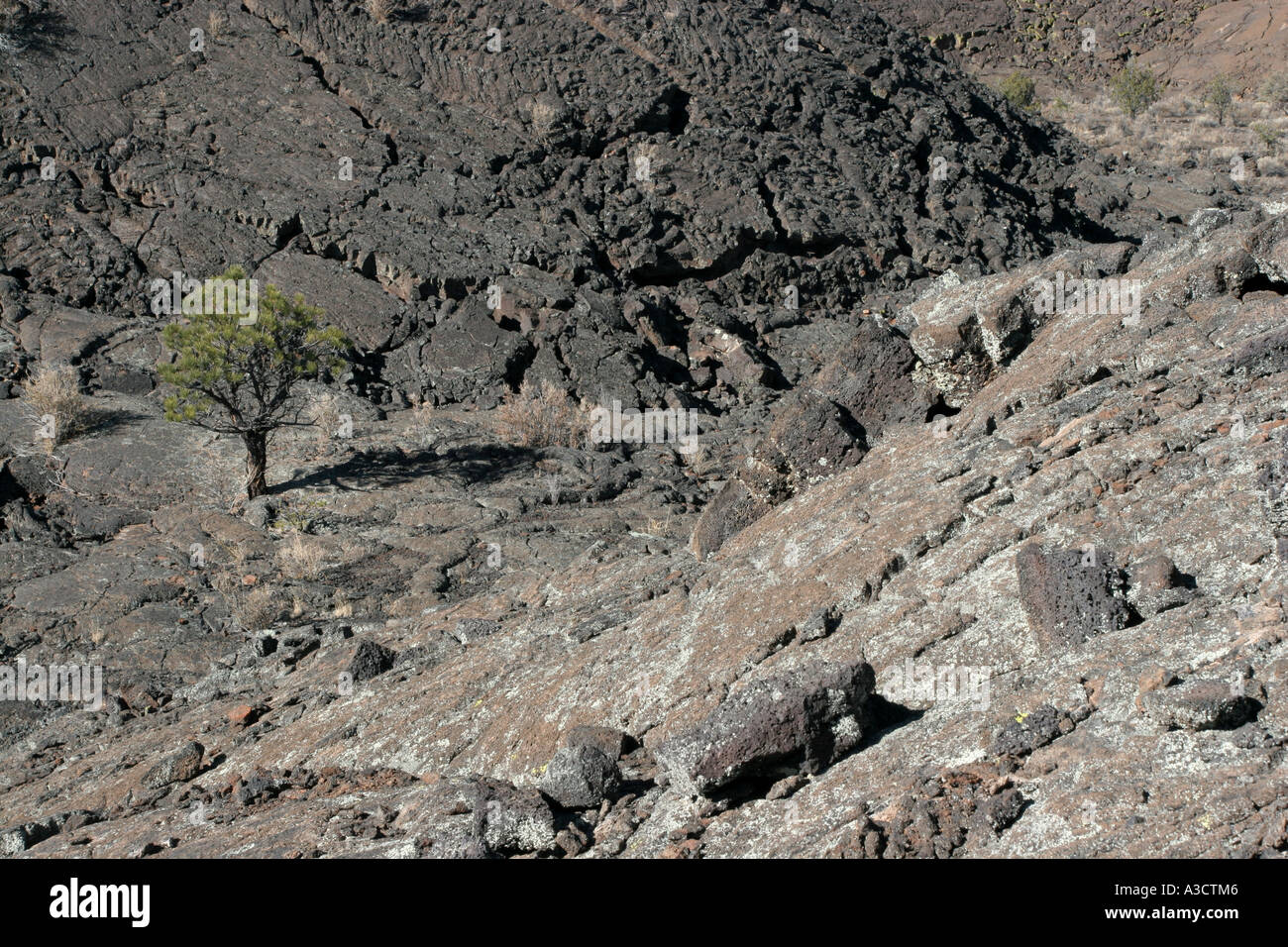 tree growing on lava flow El Malpais National Monument New Mexico Stock ...