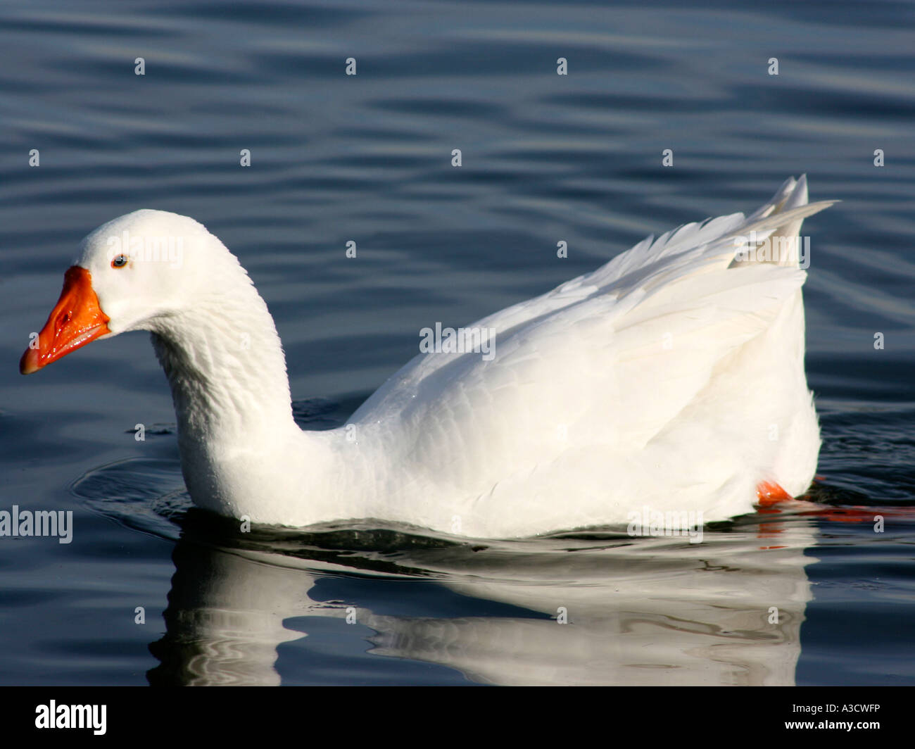 A white goose swimming in the water Stock Photo - Alamy