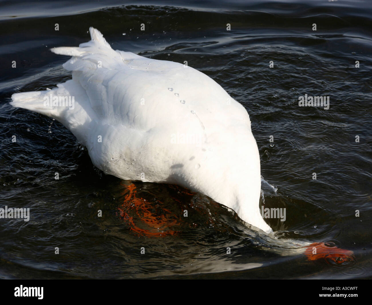 A goose hiding in the water, sticking his neck out, taking a dive Stock ...