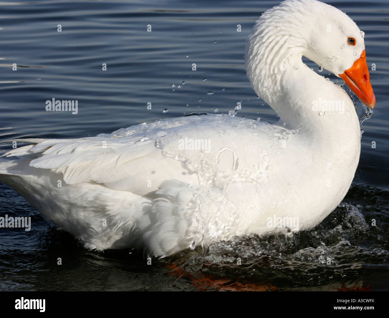 A white goose splashing in the water, making a splash Stock Photo - Alamy