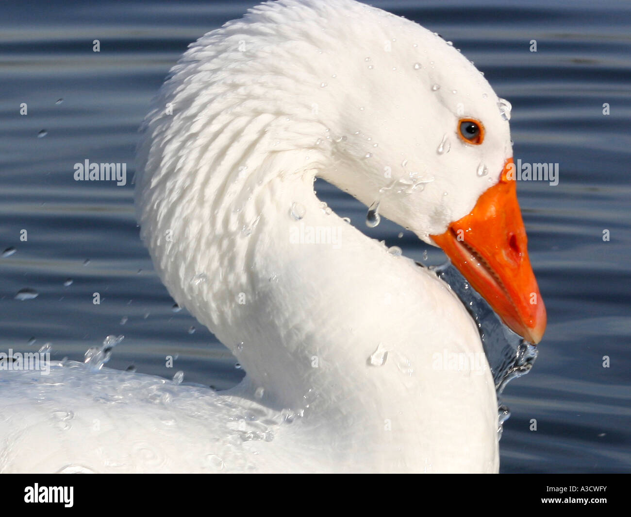 A white goose splashing in the water, making a splash Stock Photo - Alamy