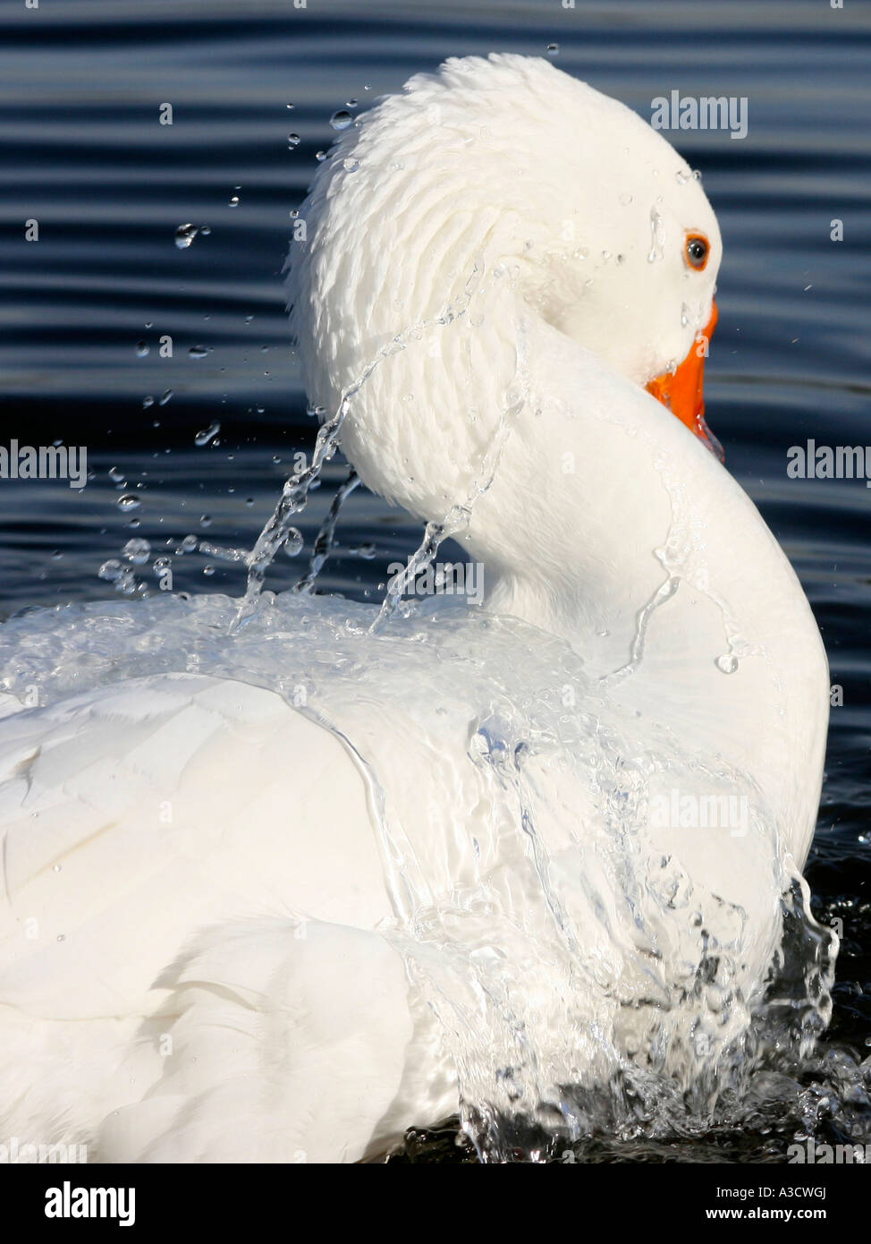 A white goose splashing in the water, making a splash Stock Photo - Alamy