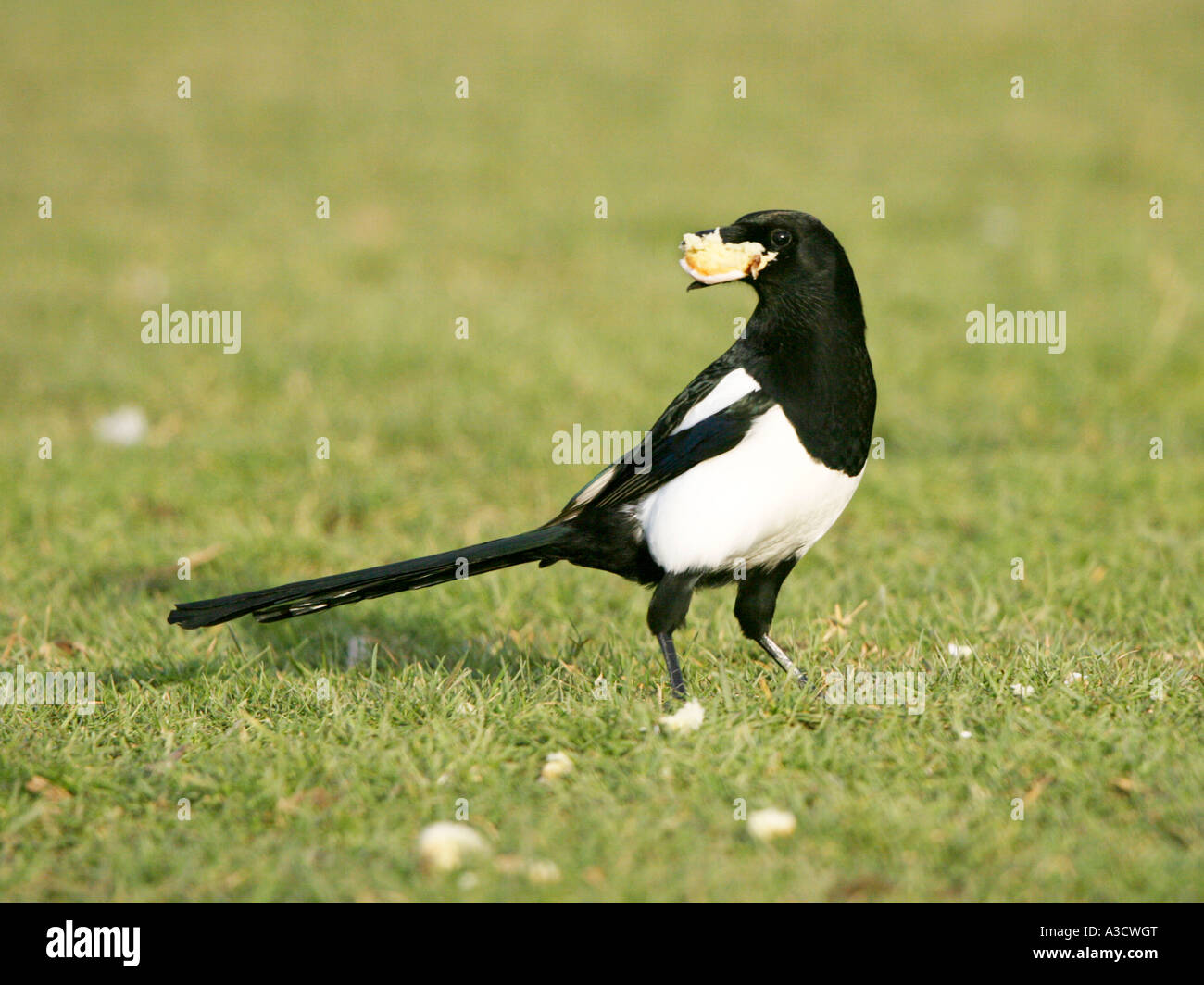 A magpie standing on some grass, with a large piece of bread in his ...