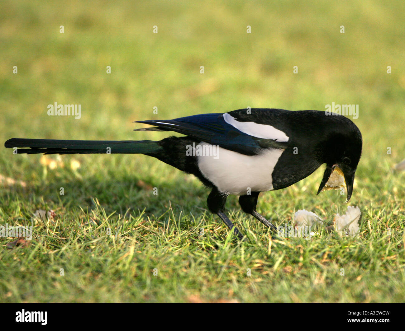 A magpie standing on some grass, eating some bread Stock Photo - Alamy