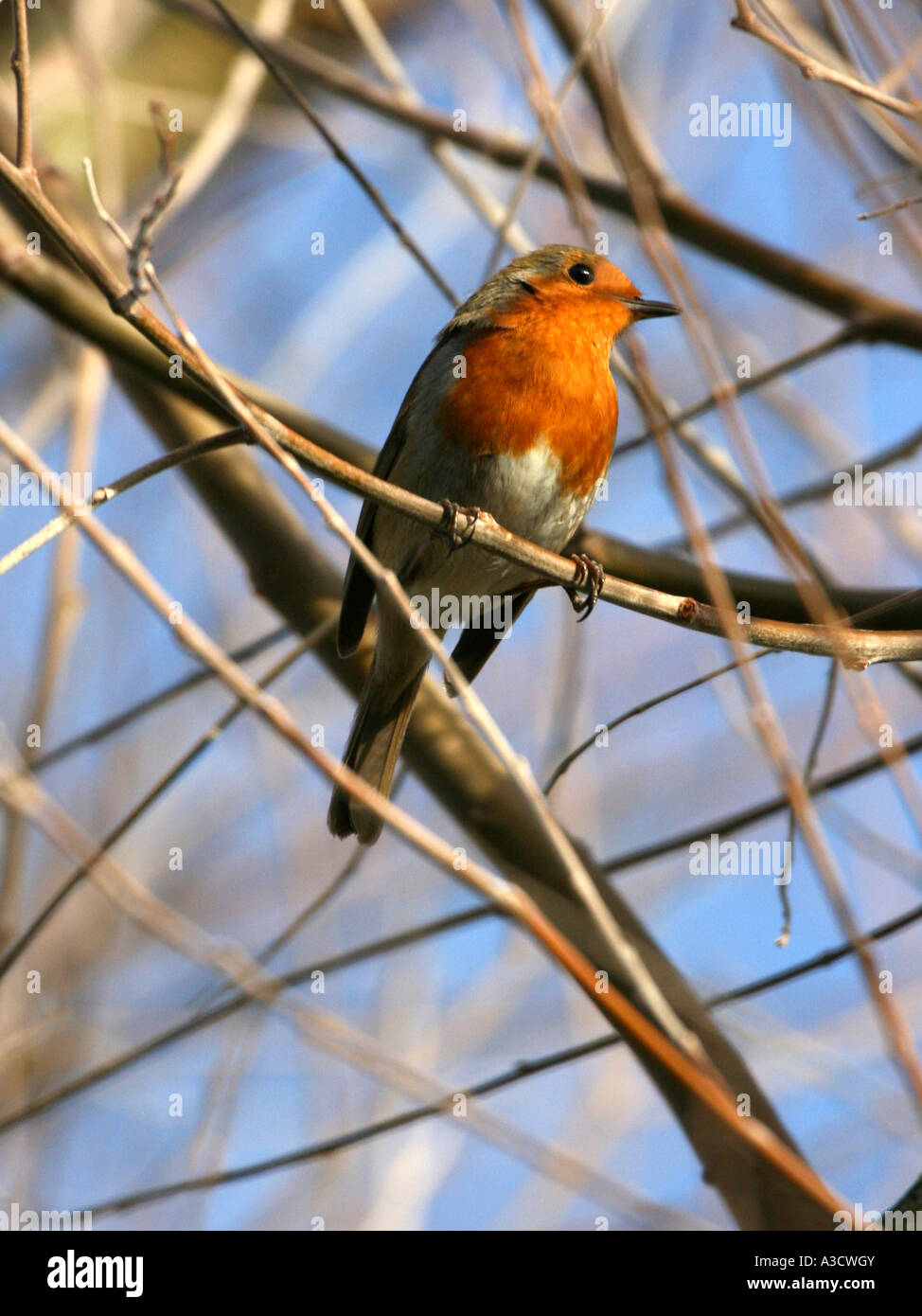 A robin in a tree, sitting on a branch Stock Photo - Alamy