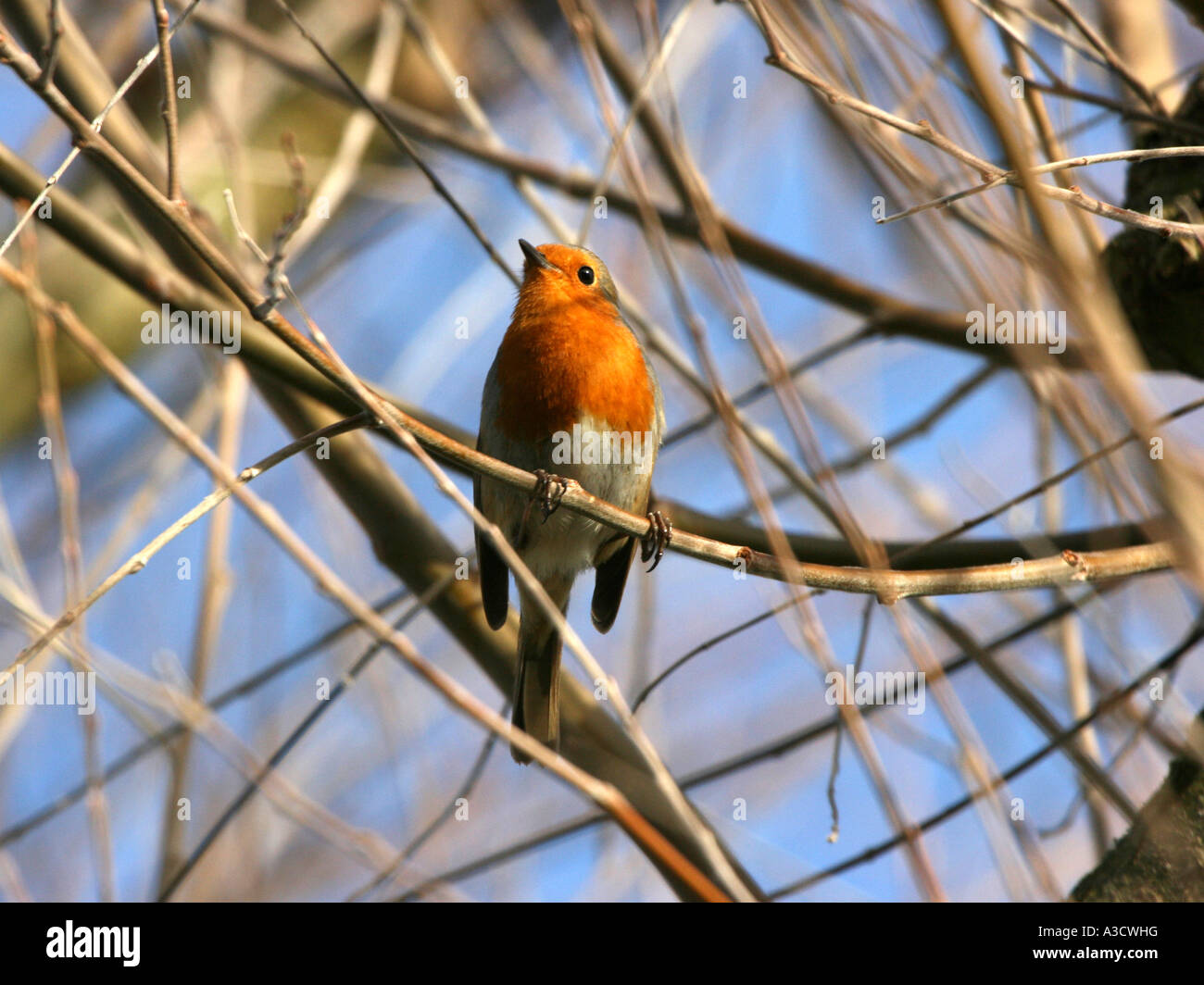 A robin in a tree, sitting on a branch Stock Photo - Alamy