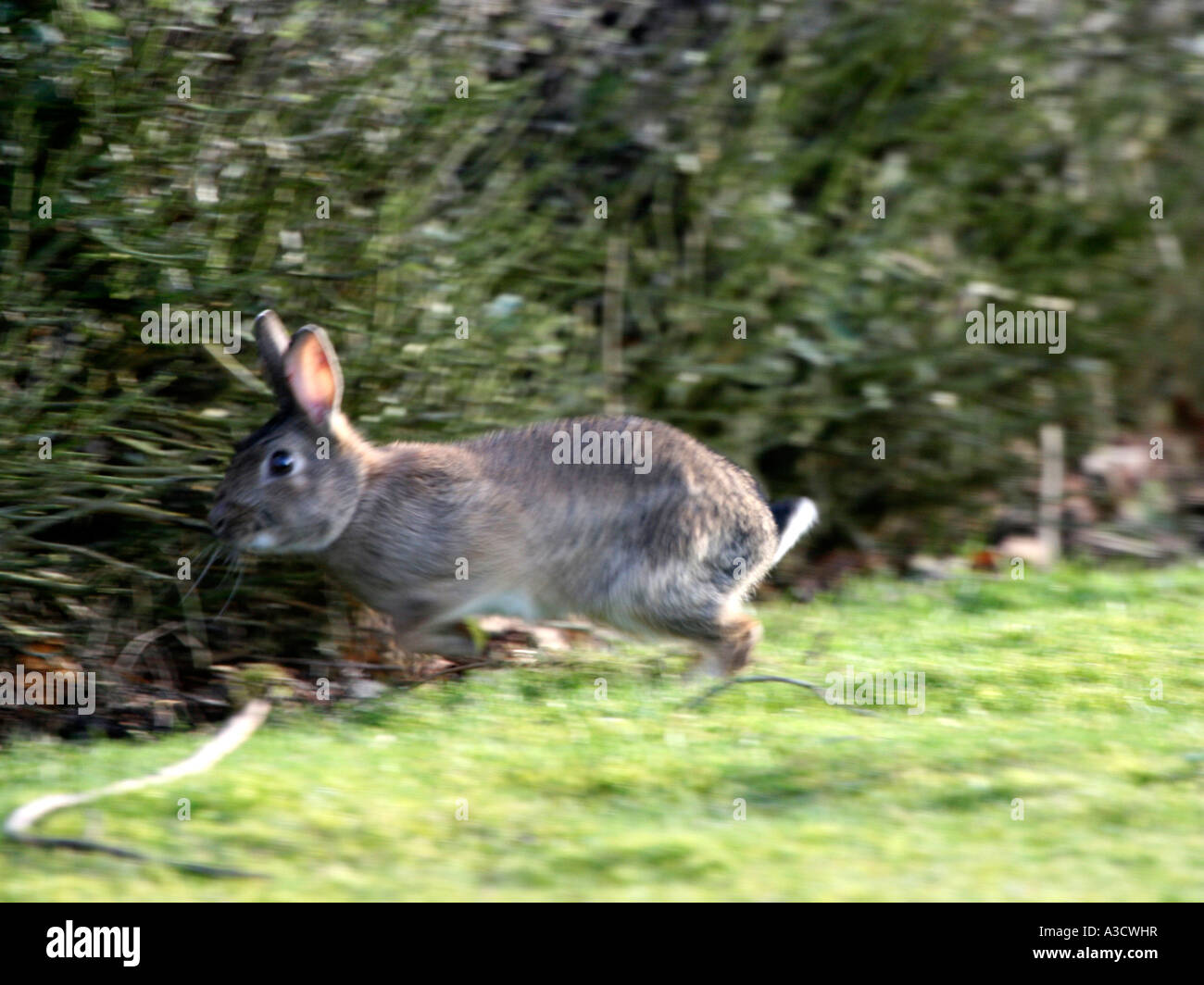 A wild rabbit running to hide Stock Photo - Alamy