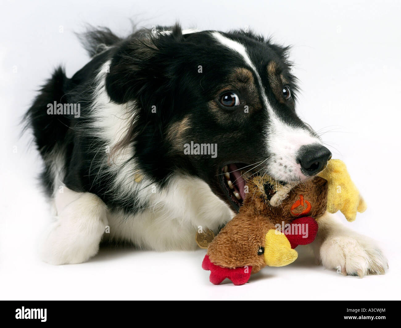 A collie chewing on a cuddly toy Stock Photo - Alamy
