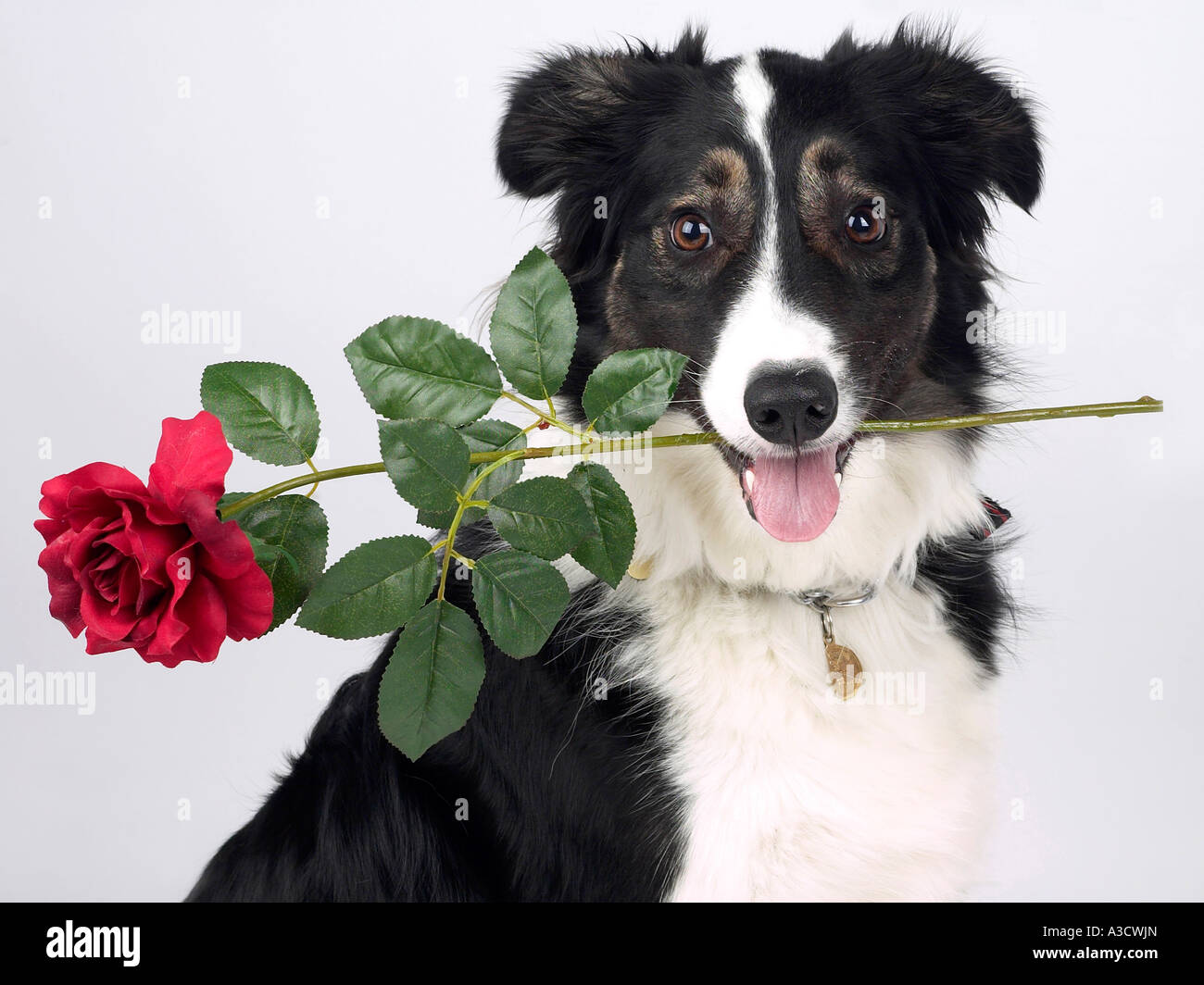 A collie holding a red rose in his mouth, looking for love Stock Photo ...