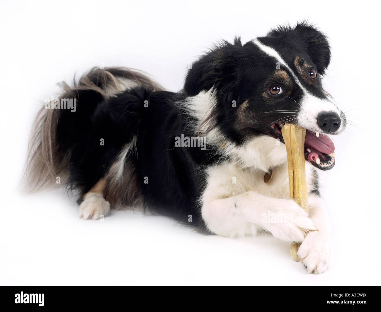A collie chewing a bone treat in his mouth, sharpening his teeth Stock ...