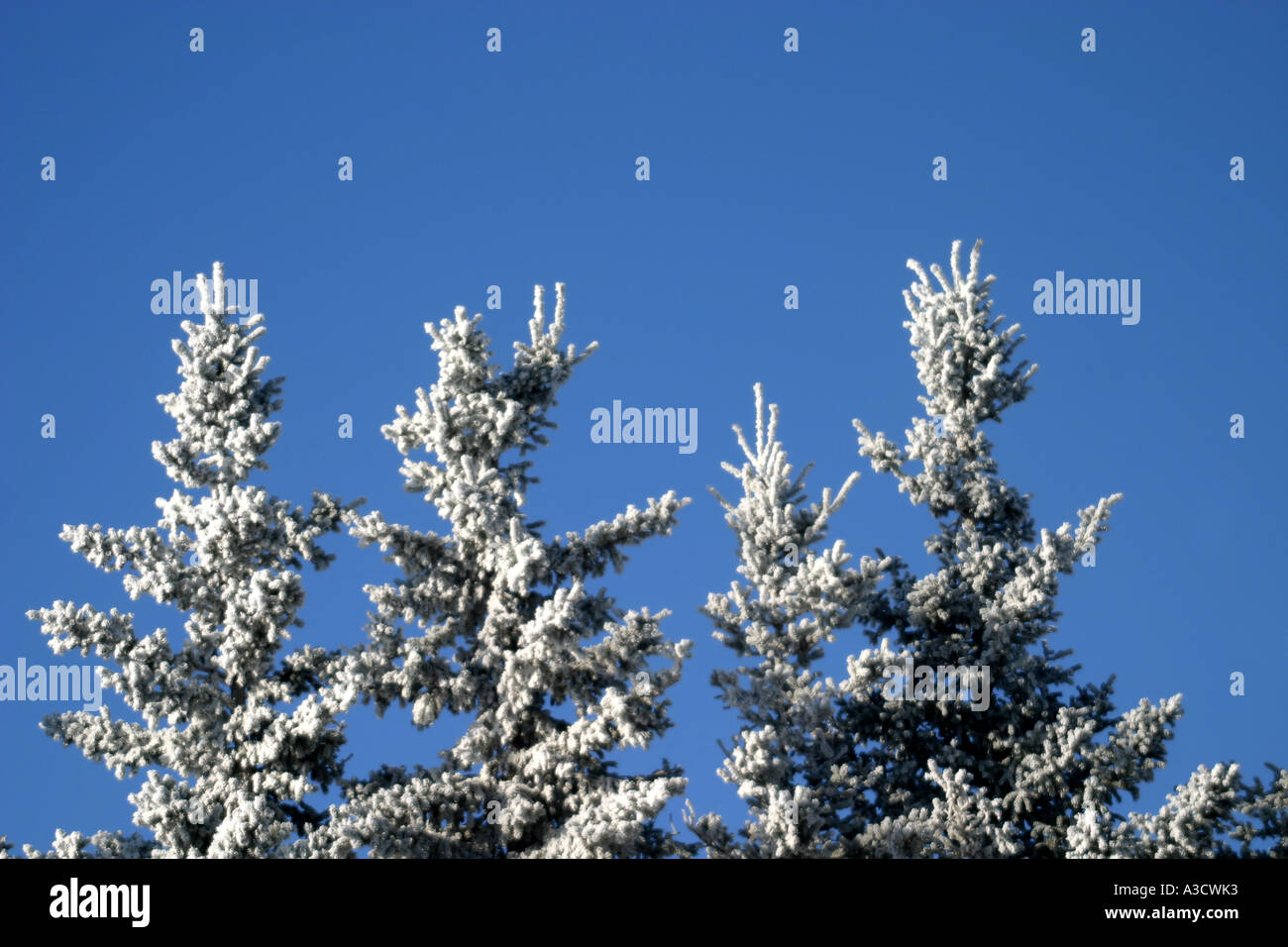 WINTER SCENES "hoar frost Stock Photo - Alamy