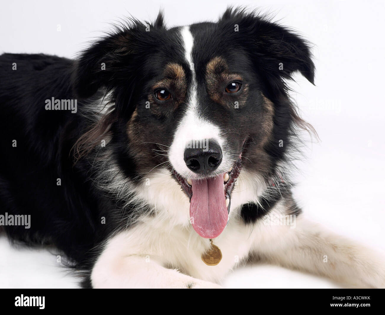 The face of a collie Stock Photo - Alamy