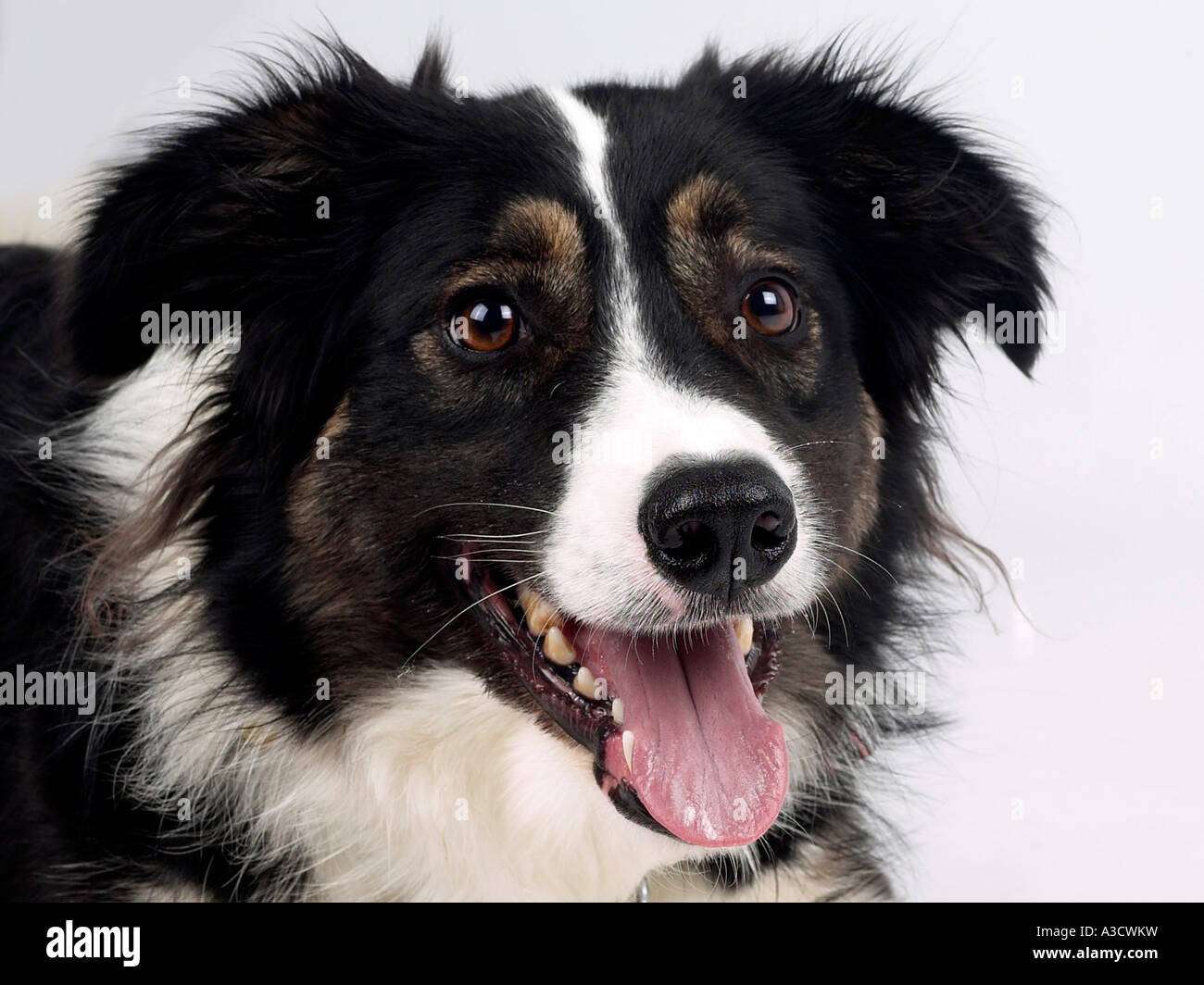 The face of a collie Stock Photo - Alamy