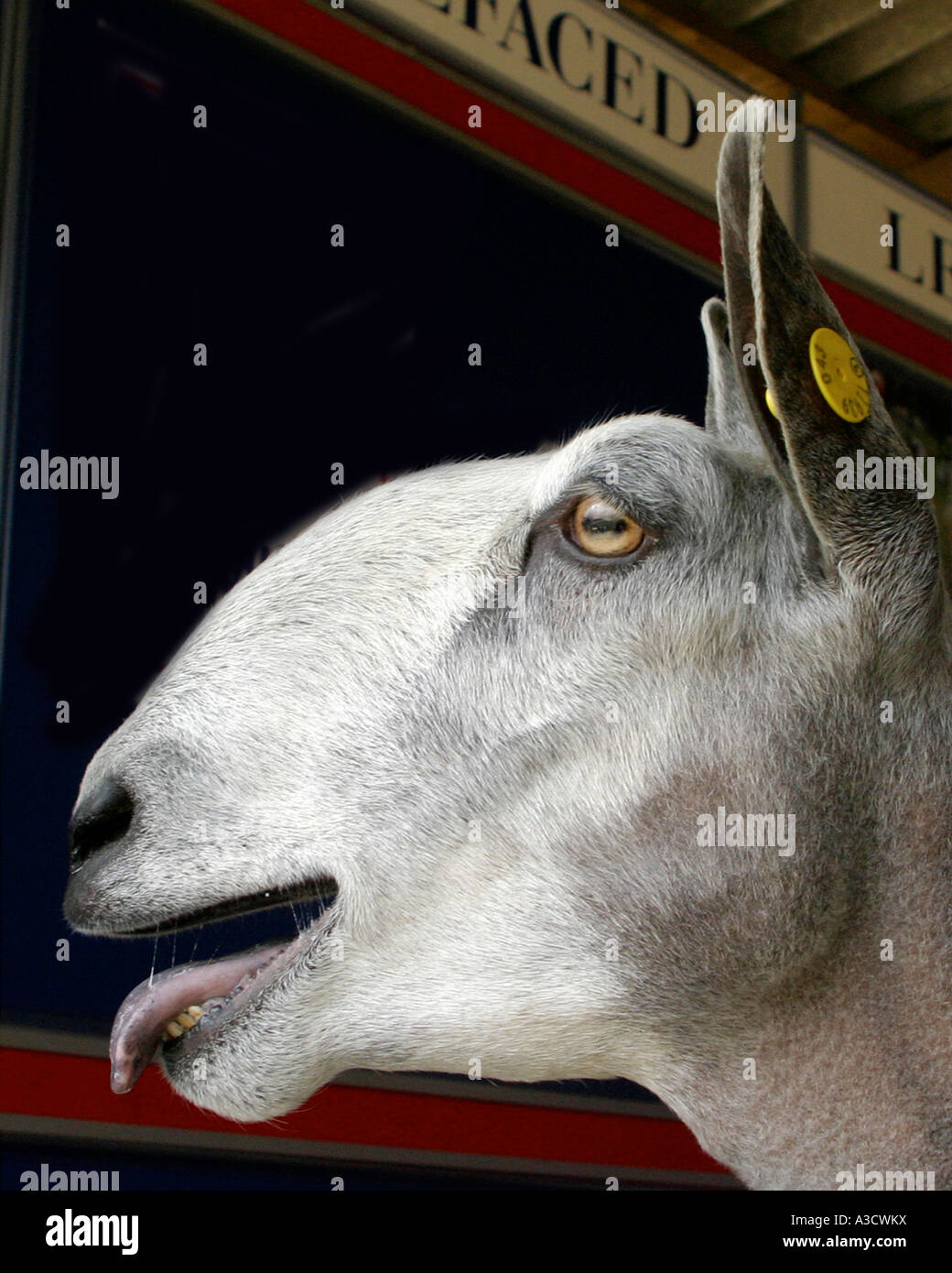 A goat bleating at a countryshow, in an open pen Stock Photo - Alamy