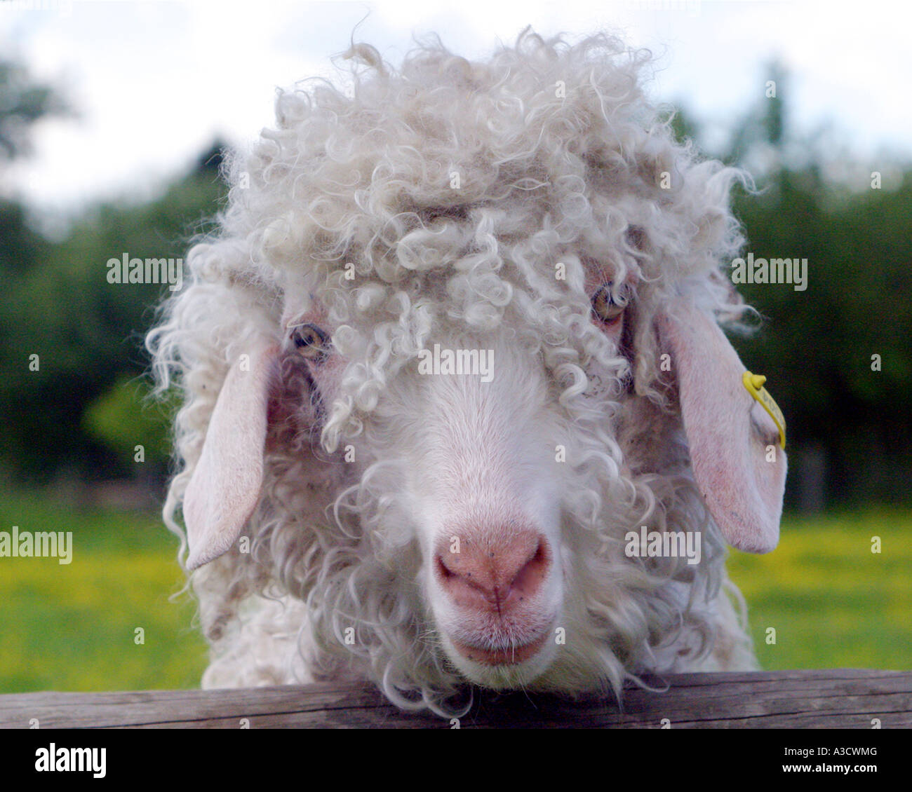 A sheep with a perm Stock Photo - Alamy