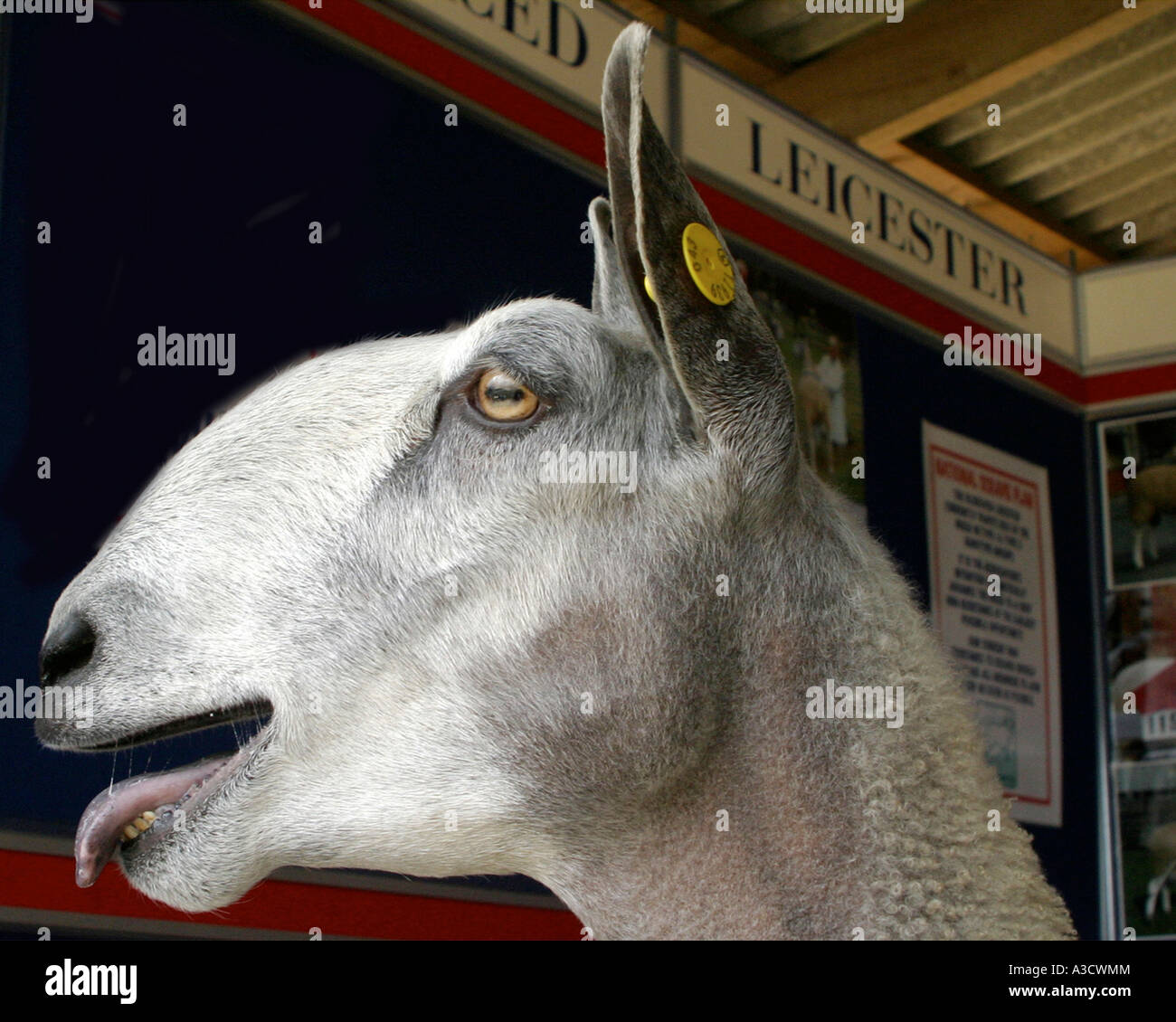 A goat calling at a countryshow, in a pen Stock Photo - Alamy