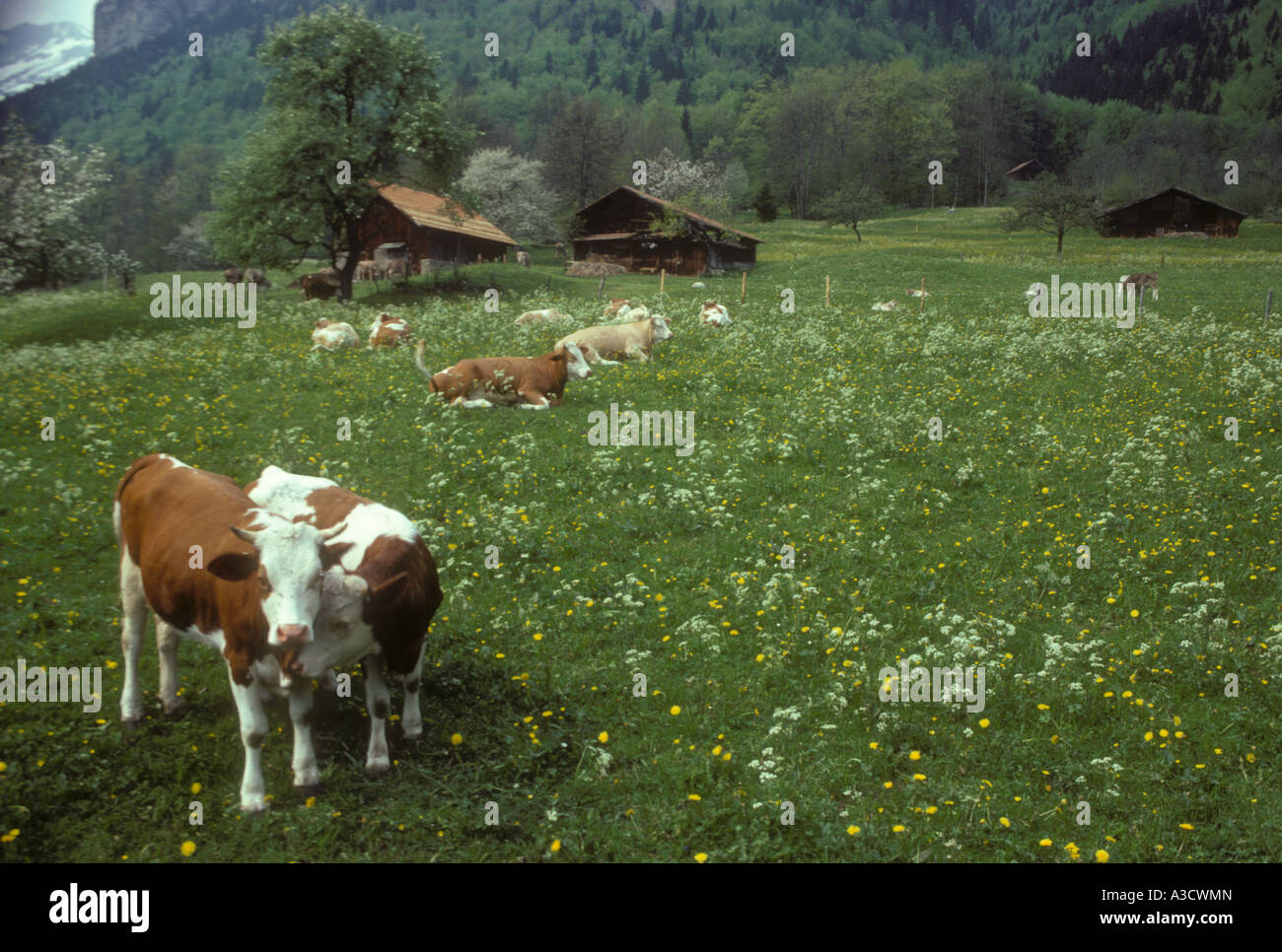 Dairy cows on spring meadow with barns near Brienzwiler Bernese alps ...
