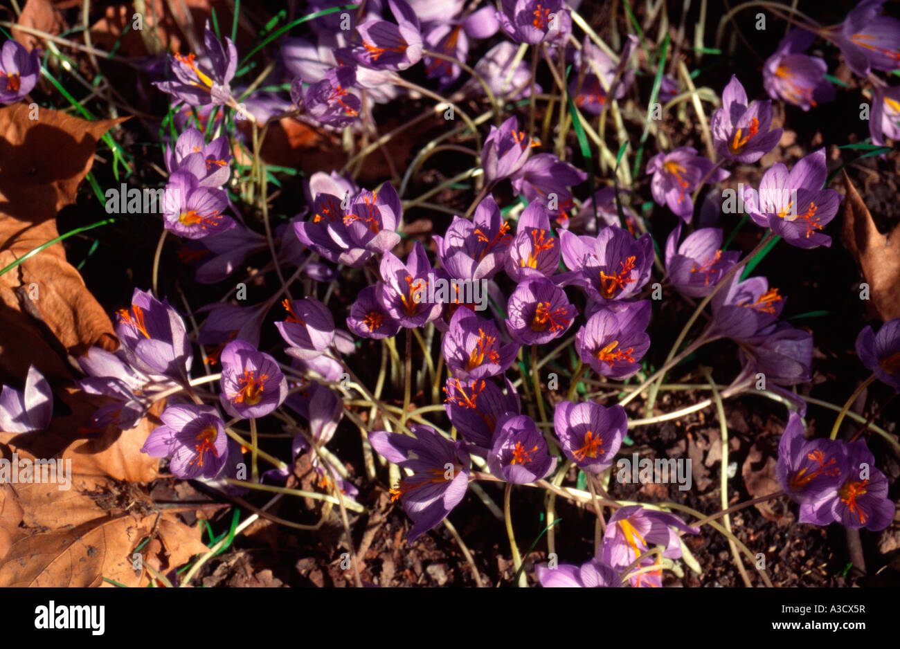 Purple autumn crocuses, Gunnersbury Park, West London, UK Stock Photo ...