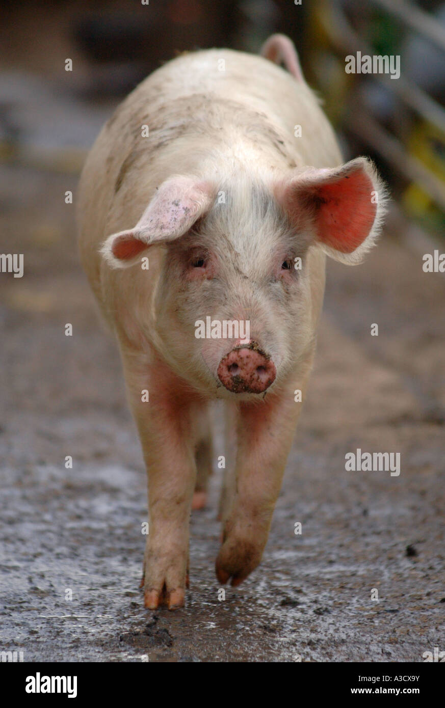 English pig on a UK farmyard in Hampshire Stock Photo - Alamy