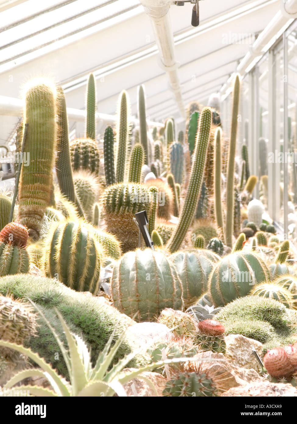 Cactus in german garden hi-res stock photography and images - Alamy