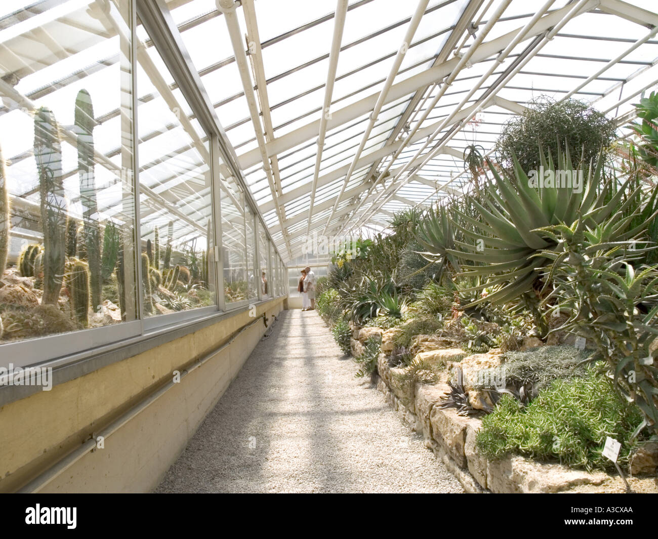 Cactus in german garden hi-res stock photography and images - Alamy