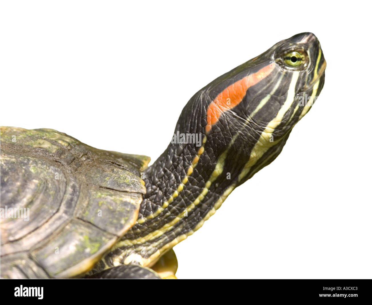 Turtles resting in pond Stock Photo - Alamy