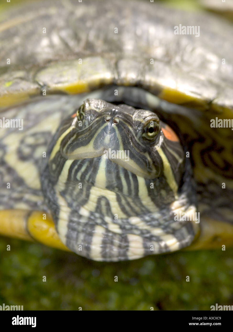 Turtles resting in pond Stock Photo - Alamy