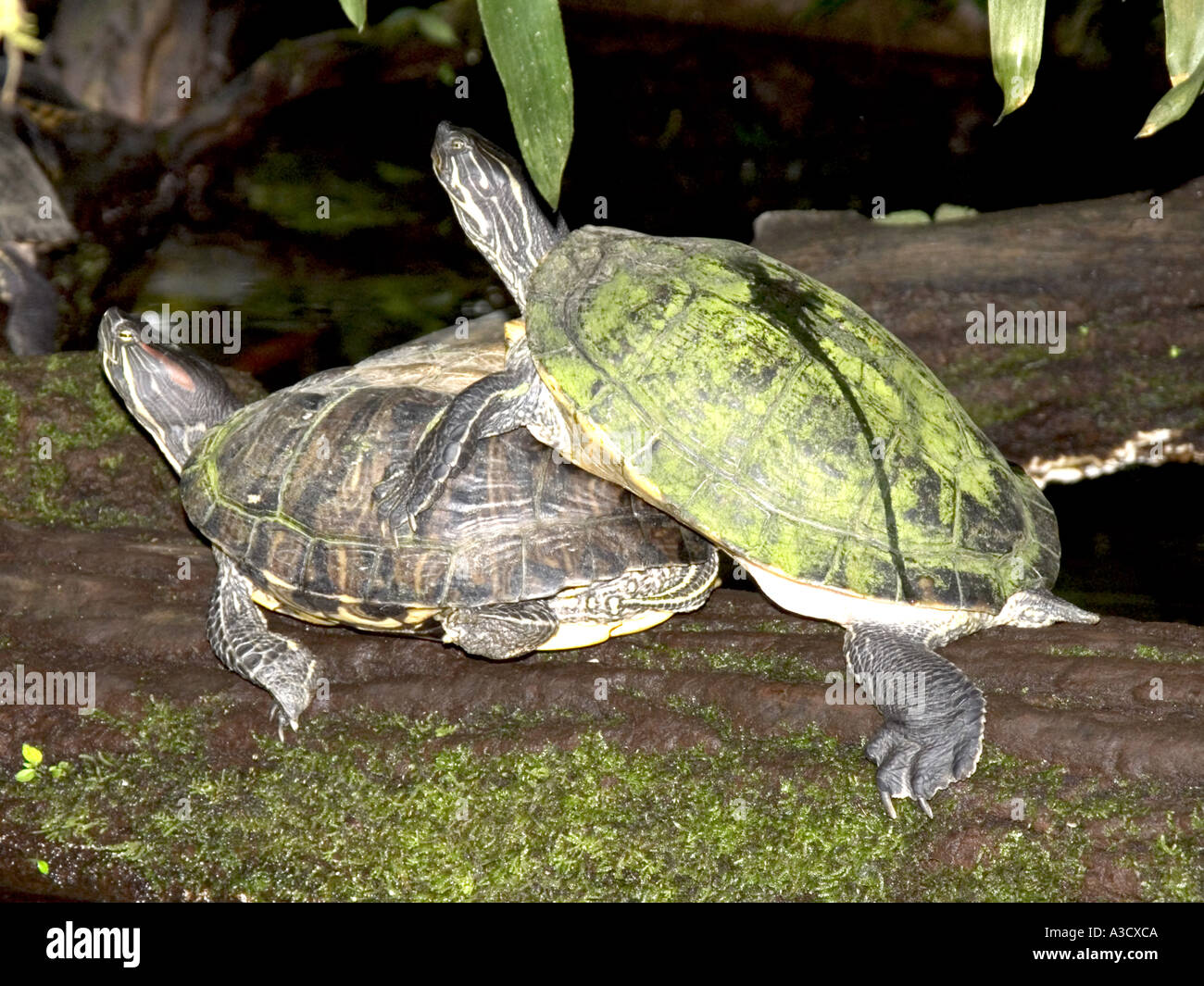 Turtles resting in pond Stock Photo - Alamy