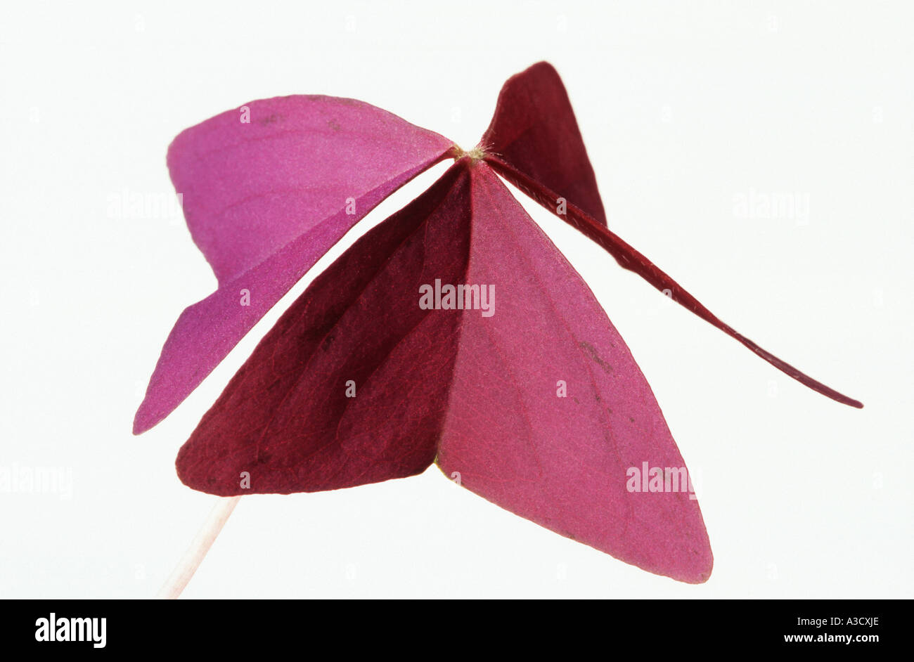 Purple Leaf Oxalis known as purple shamrock or Oxalis regnellii ...